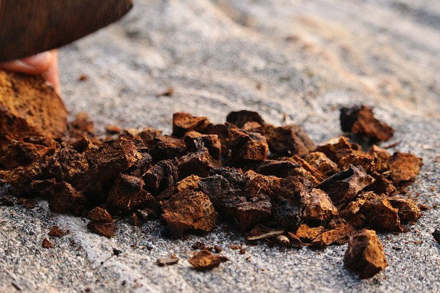 Chaga mushroom tea explained and how to brew